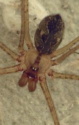 Valerie s Austin Bug Collection Spiders Pholcidae cellar Spiders 